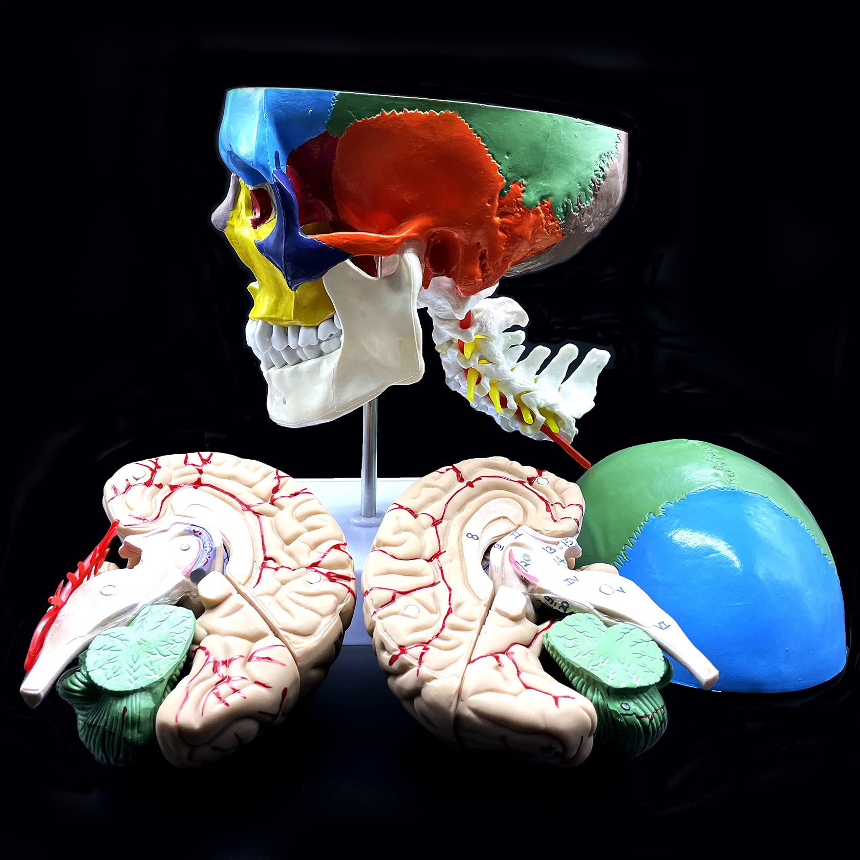 Human Skull with Brain and Cervical Vertebra Anatomical Model,Color-Coded Partitioned Skull,Life-Size Anatomy for Science Classroom Study Display Teaching Model