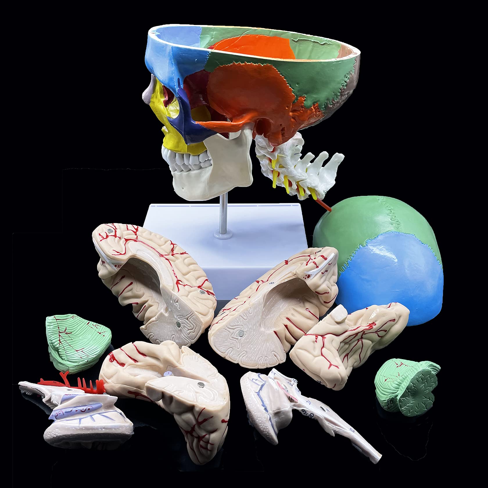 Human Skull with Brain and Cervical Vertebra Anatomical Model,Color-Coded Partitioned Skull,Life-Size Anatomy for Science Classroom Study Display Teaching Model