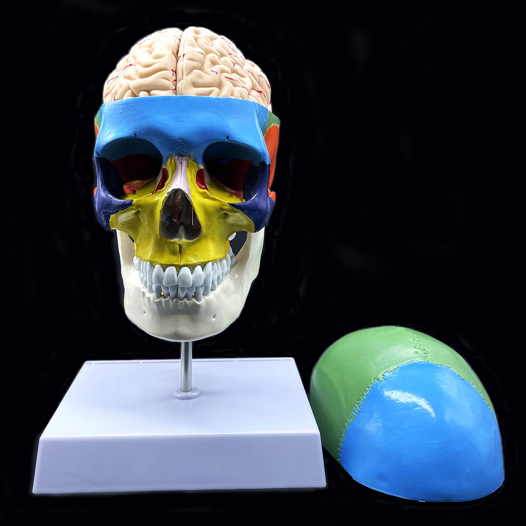 Human Skull with Brain and Cervical Vertebra Anatomical Model,Color-Coded Partitioned Skull,Life-Size Anatomy for Science Classroom Study Display Teaching Model