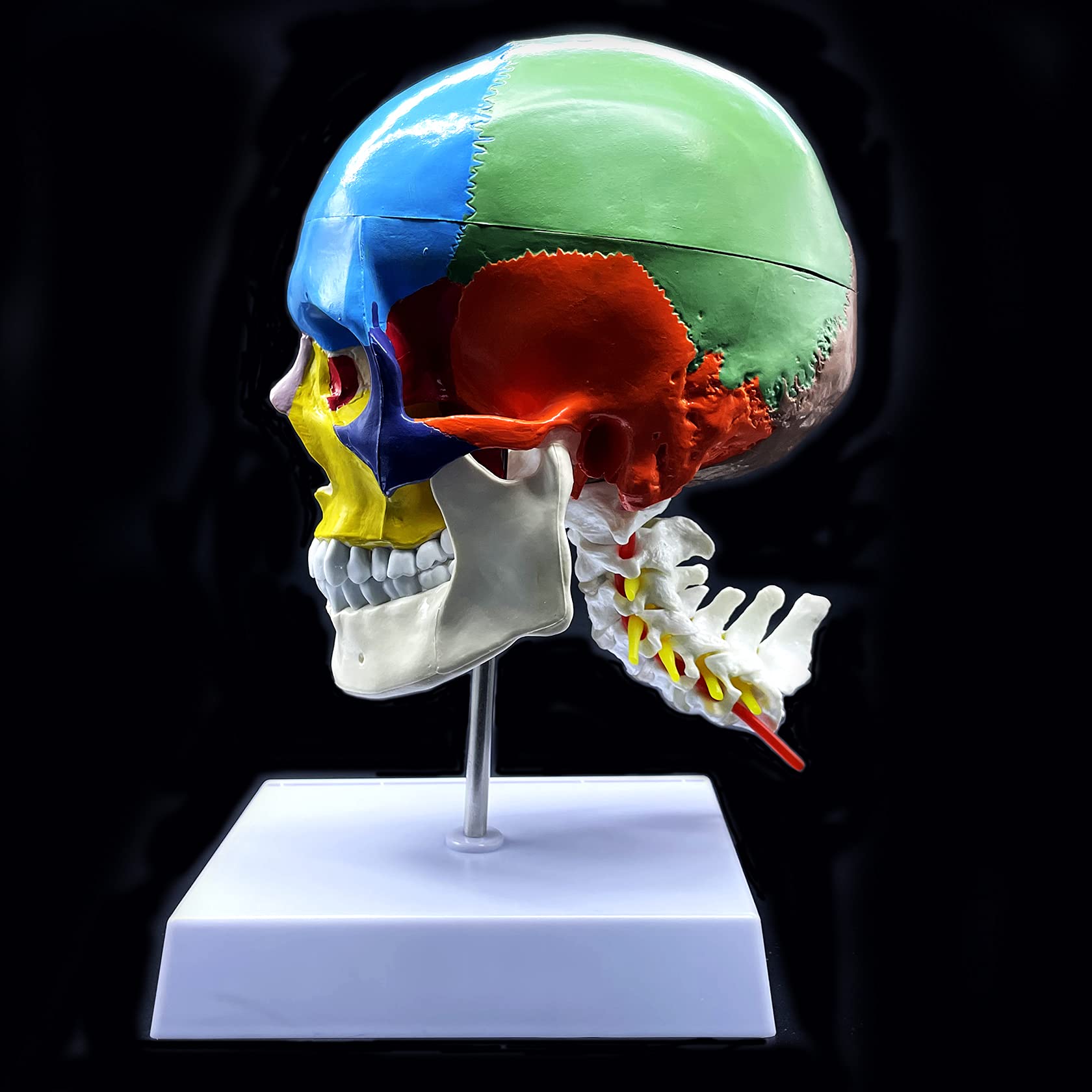 Human Skull with Brain and Cervical Vertebra Anatomical Model,Color-Coded Partitioned Skull,Life-Size Anatomy for Science Classroom Study Display Teaching Model