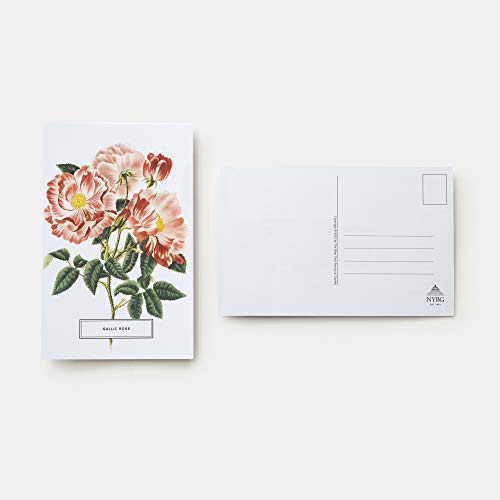 Roses: 100 Postcards from the Archives of The New York Botanical Garden
