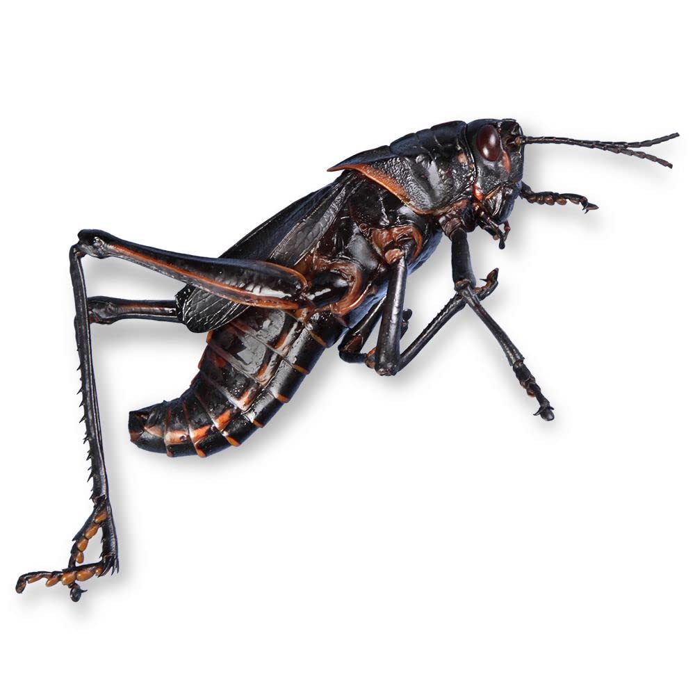 Carolina's Perfect Solution Grasshoppers, Plain, Jar of 25