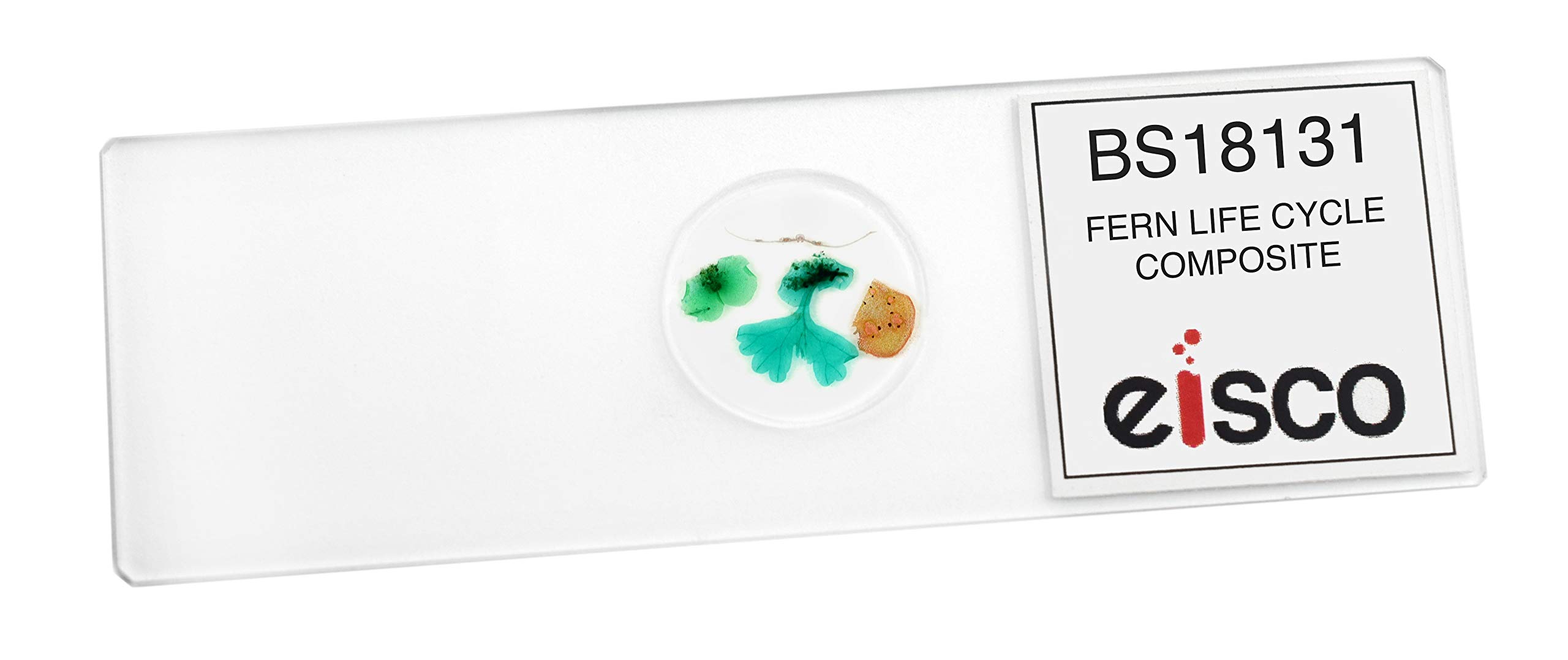 Fern Life Cycle Composite - Prepared Microscope Slide - 75 x 25mm - Biology & Microscopy - Eisco Labs