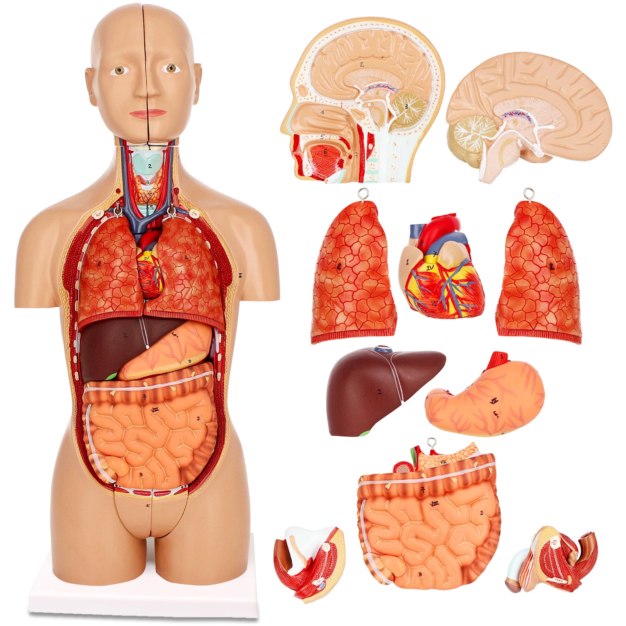 MonMed Human Torso Model – 17in Human Body Model Anatomy Doll with Removable Organs 3D Human Organ Model
