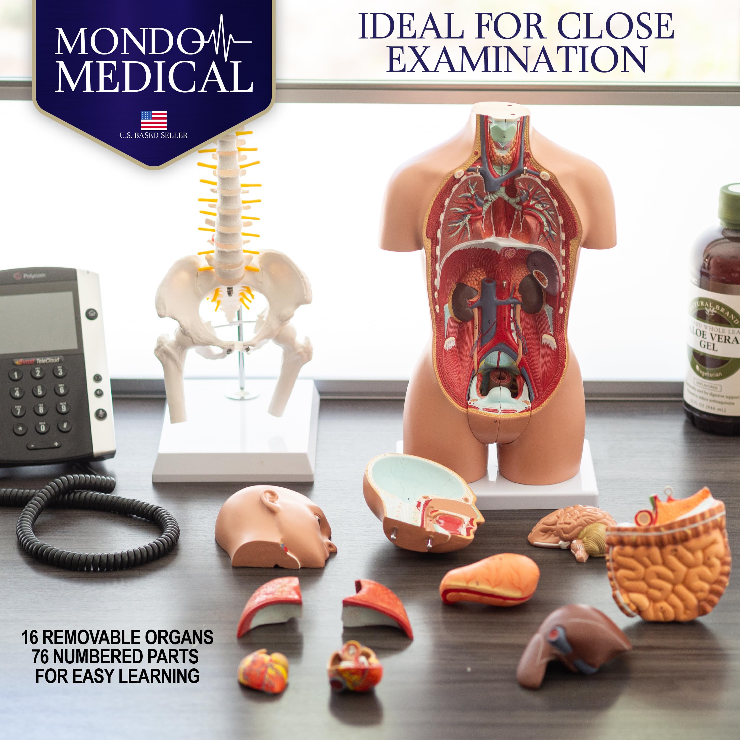 MonMed Human Torso Model – 17in Human Body Model Anatomy Doll with Removable Organs 3D Human Organ Model