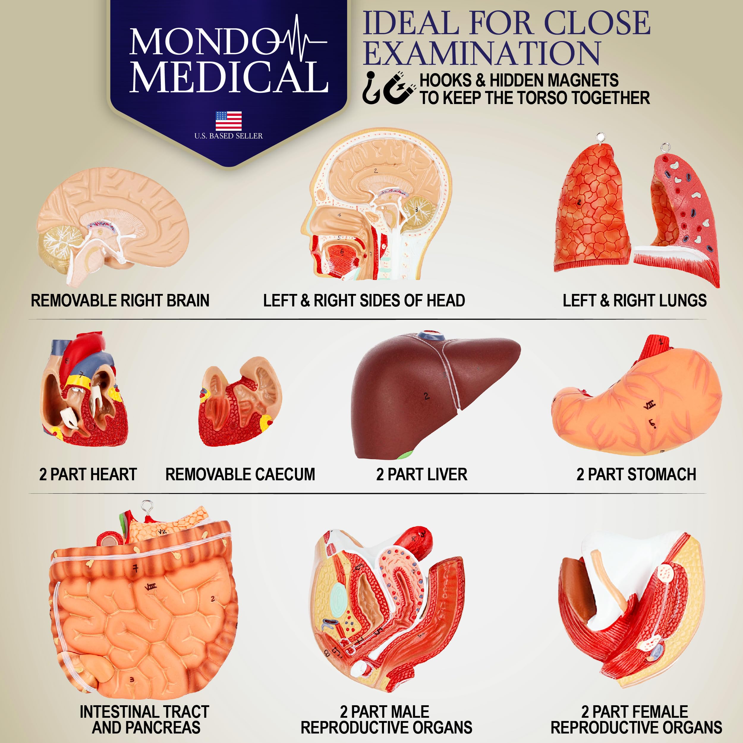 MonMed Human Torso Model – 17in Human Body Model Anatomy Doll with Removable Organs 3D Human Organ Model
