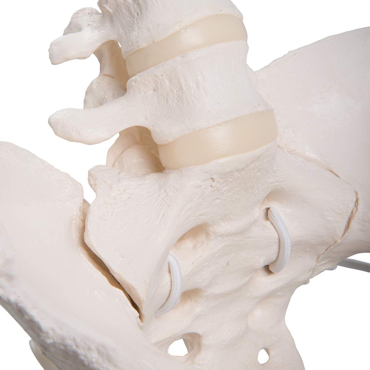 3B Scientific GmbH 1019865Flexible Female Pelvis with Movable Femur Heads - Life Size, Bone