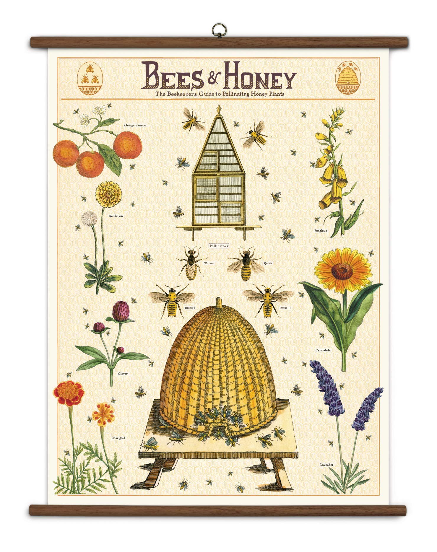 Cavallini Papers & Co., Inc. Bees & Honey Vintage School Chart, Multi