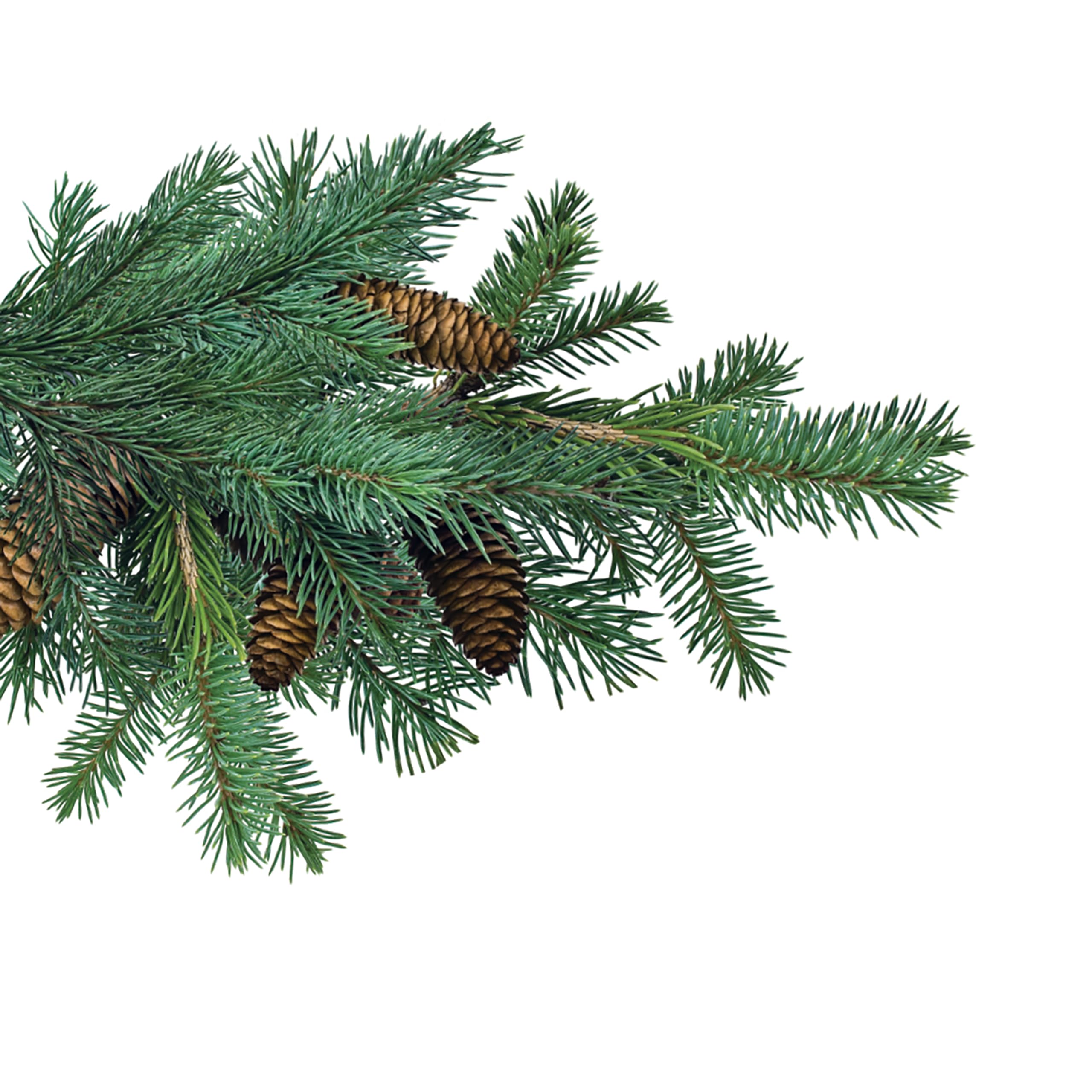 Jobe's, Fertilizer Spikes, Evergreen Tree, 15 Count, Slow Release, Cypress, Juniper, Magnolia