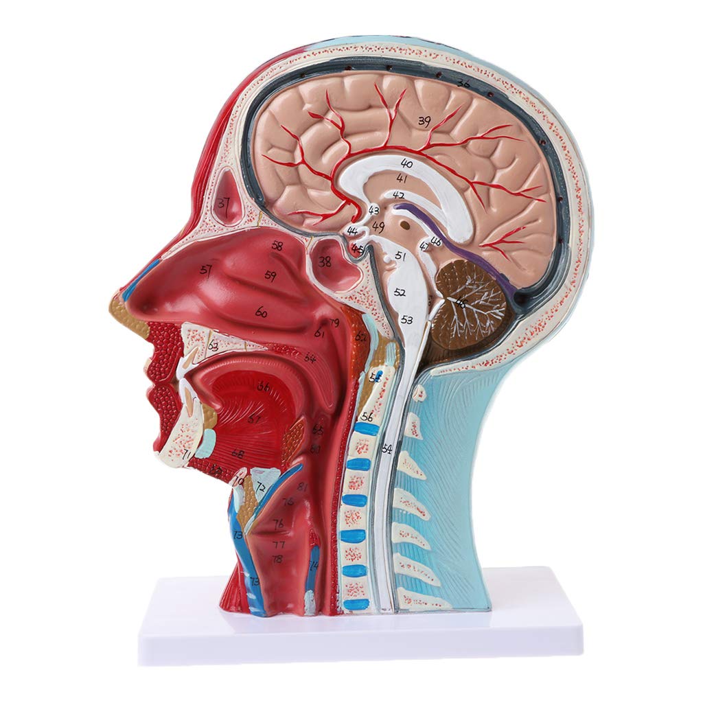 Abicial Human Anatomical Half Head Face Anatomy Medical Brain Neck Median Section Study Model Nerve Blood Vessel for Teaching Learning Tool