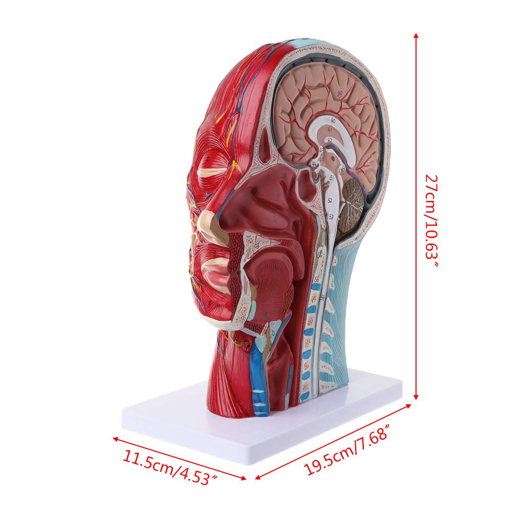 Abicial Human Anatomical Half Head Face Anatomy Medical Brain Neck Median Section Study Model Nerve Blood Vessel for Teaching Learning Tool