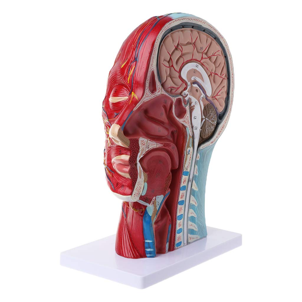 Abicial Human Anatomical Half Head Face Anatomy Medical Brain Neck Median Section Study Model Nerve Blood Vessel for Teaching Learning Tool