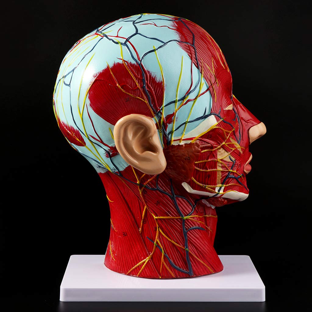 Abicial Human Anatomical Half Head Face Anatomy Medical Brain Neck Median Section Study Model Nerve Blood Vessel for Teaching Learning Tool