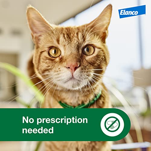 AdvantageĀ® XD NEW Flea Prevention & Treatment for Large Cats Over 9 lbs, 2 Topical Doses, 4-Month Coverage, Long Lasting