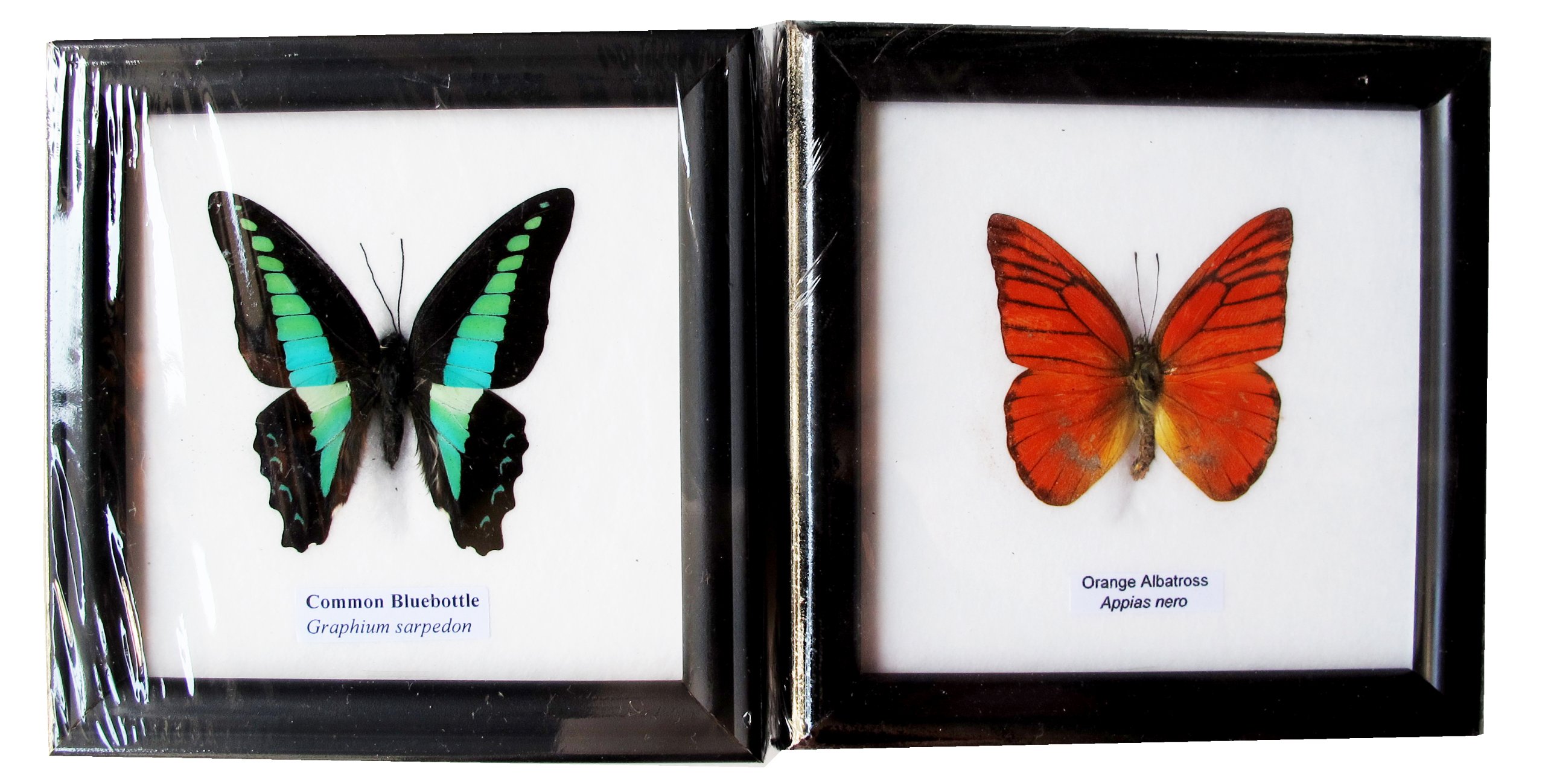 2 FRAMED COMMON BLUEBOTTLE AND ORANGE ALBATROSS BUTTERFLY DISPLAY INSECT TAXIDERMY 5"X5"X1"