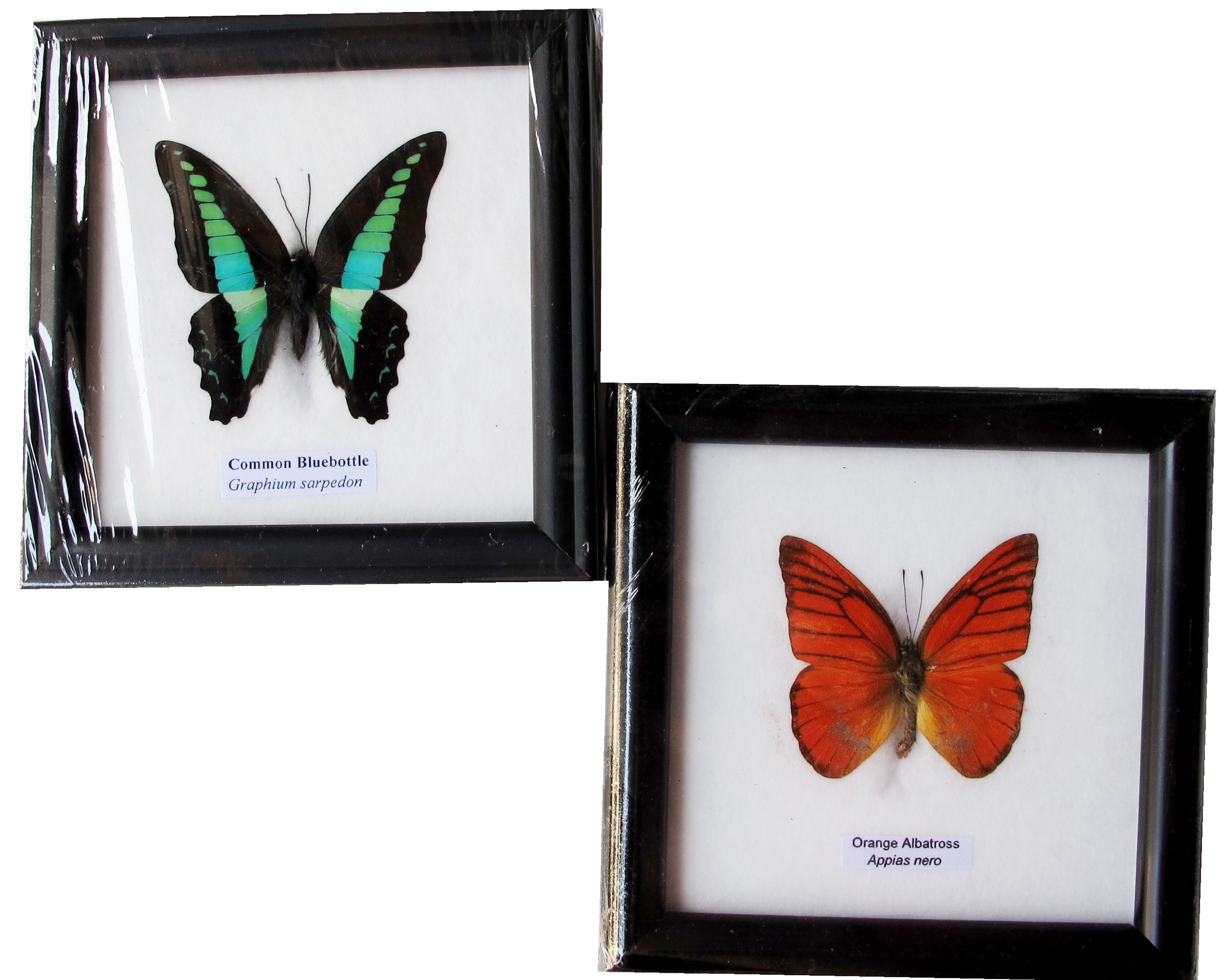 2 FRAMED COMMON BLUEBOTTLE AND ORANGE ALBATROSS BUTTERFLY DISPLAY INSECT TAXIDERMY 5"X5"X1"