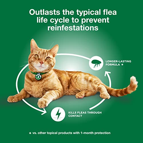AdvantageĀ® XD NEW Flea Prevention & Treatment for Large Cats Over 9 lbs, 2 Topical Doses, 4-Month Coverage, Long Lasting