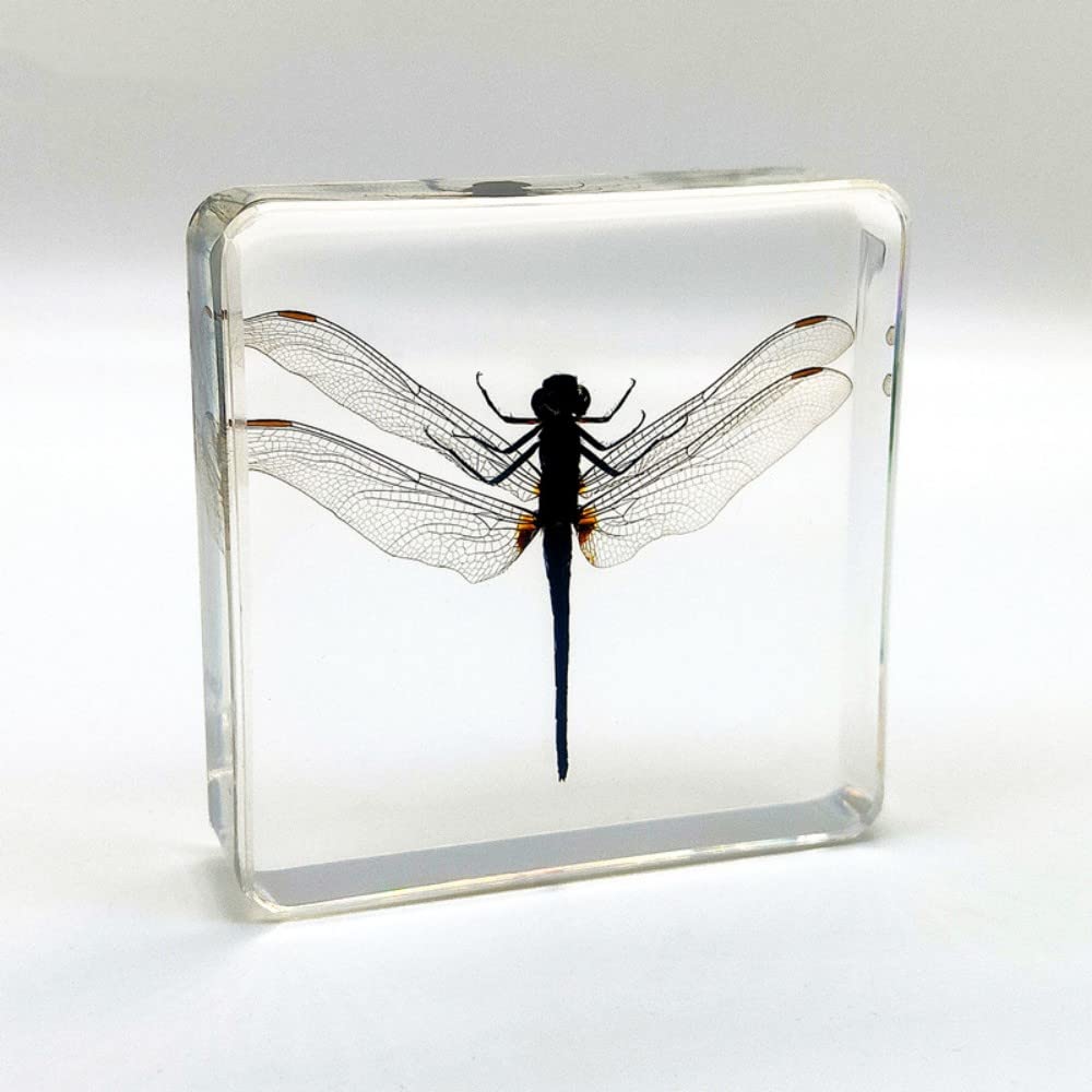 3"X3"Insect Specimen Paperweight, Insects in Resin, Small Animal specimens, Science Classroom Specimens for Bioscience Education (C)
