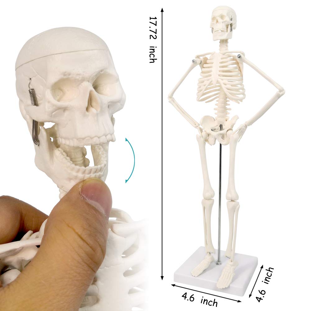 Human Skeleton Model,Heart Models-Best Anatomy Model Bundle Set of 3 Hands-on 3D Model Study Tools for Medical Student