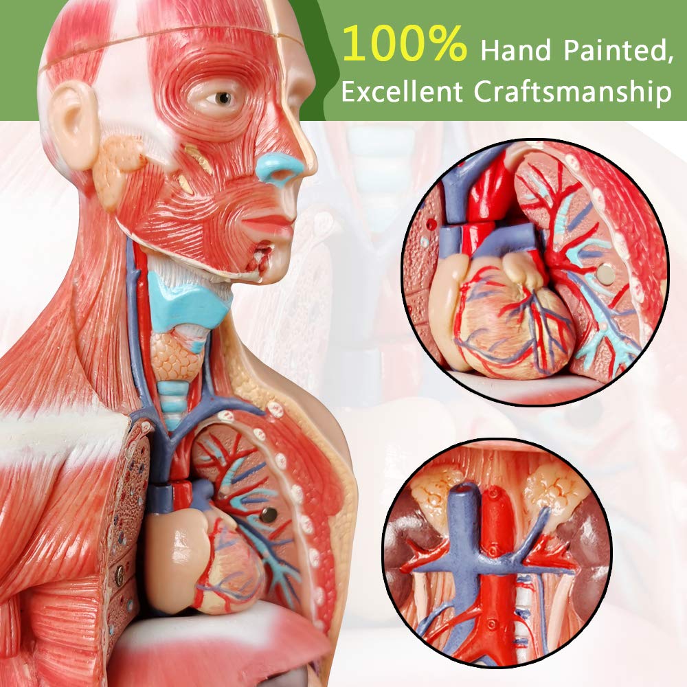 Human Skeleton Model,Heart Models-Best Anatomy Model Bundle Set of 3 Hands-on 3D Model Study Tools for Medical Student
