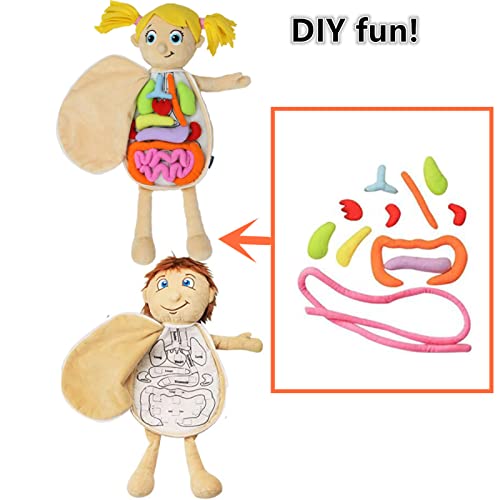 weilishun Human Body Anatomy Toy for Kids -Soft Plush Anatomy Doll, DIY Human Body Model Awareness Teaching Tools & Preschool Science Learning Toy(Pink)