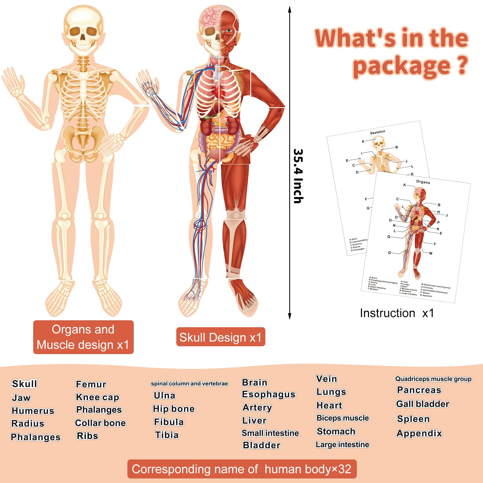 Capoda 63 Pieces Human Body Magnetic Puzzle Set Human Skeleton Organs Muscles Anatomy Magnetic Accents Body Parts Recognition Learning Kit for Home Decoration