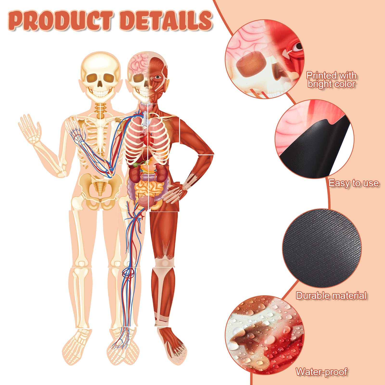 Capoda 63 Pieces Human Body Magnetic Puzzle Set Human Skeleton Organs Muscles Anatomy Magnetic Accents Body Parts Recognition Learning Kit for Home Decoration