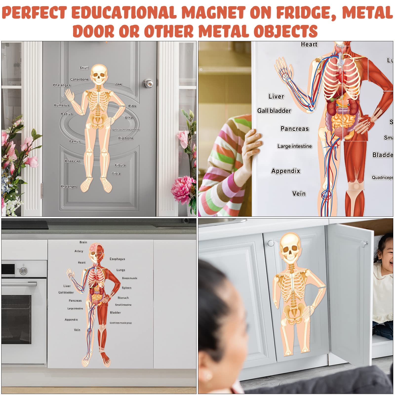 Capoda 63 Pieces Human Body Magnetic Puzzle Set Human Skeleton Organs Muscles Anatomy Magnetic Accents Body Parts Recognition Learning Kit for Home Decoration