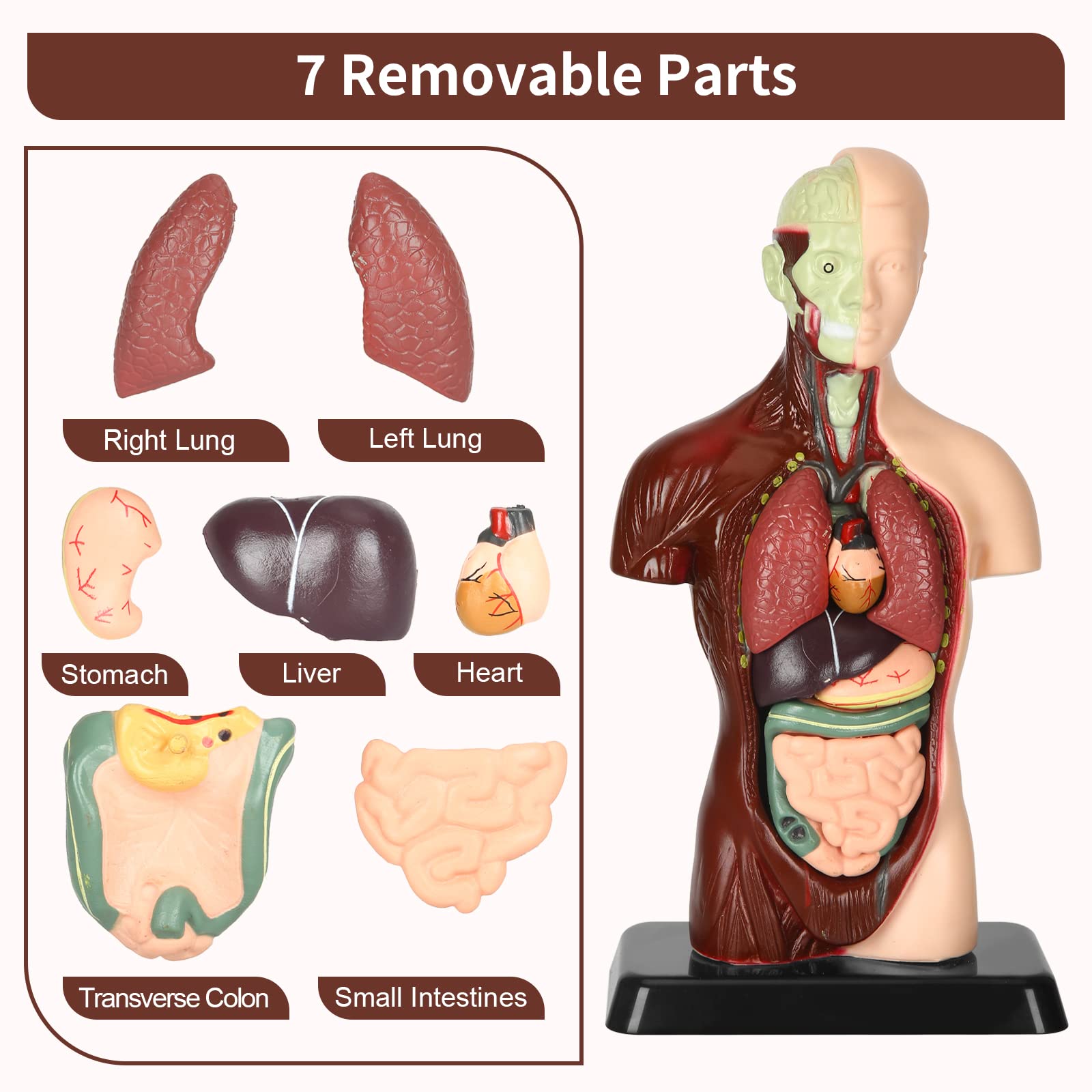 KlayBear 9.6 Inch Human Anatomy Model for Kids - 8 Pc Removable Parts Torso & Skeleton - Educational Organ Model for STEM Learning, Ages 3+