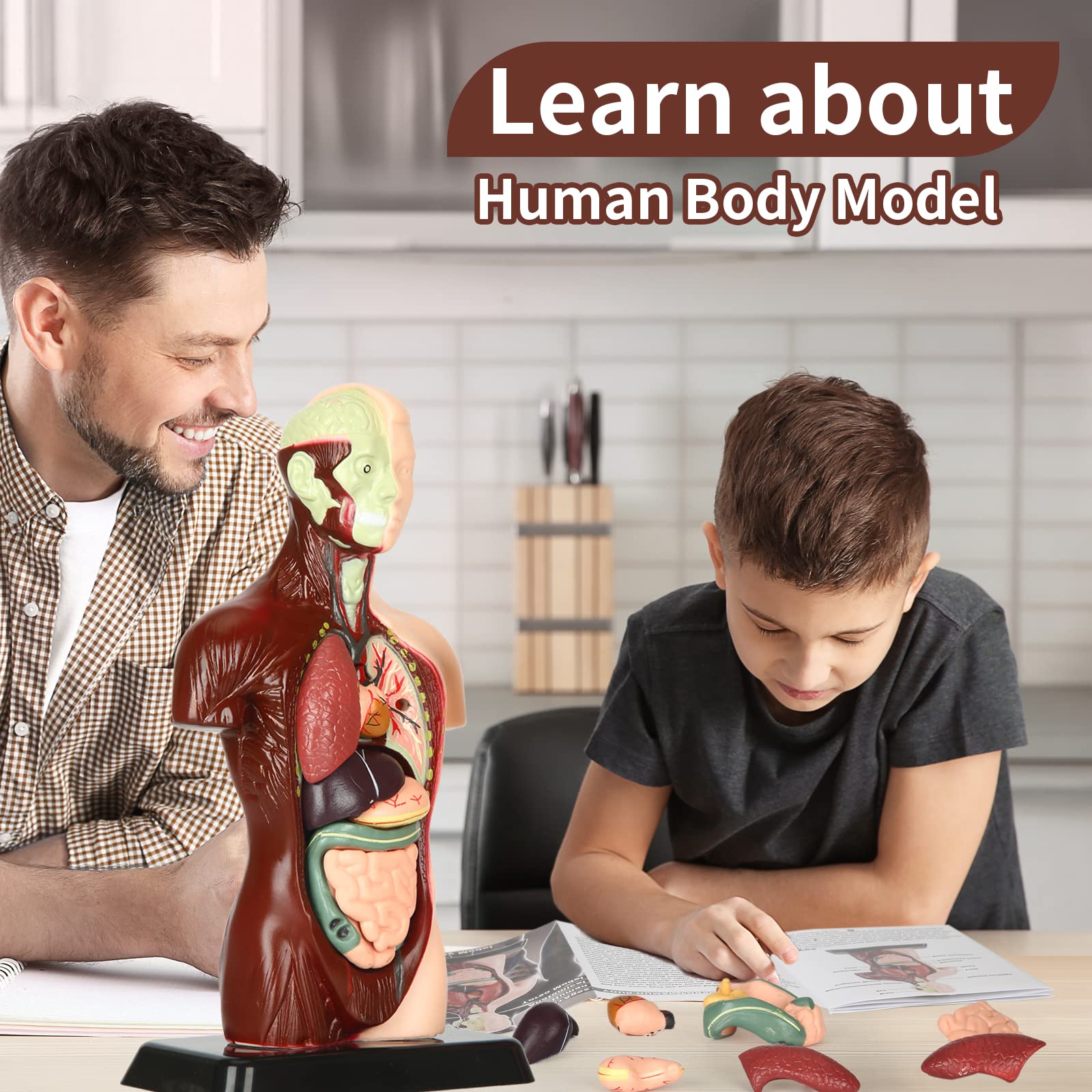 KlayBear 9.6 Inch Human Anatomy Model for Kids - 8 Pc Removable Parts Torso & Skeleton - Educational Organ Model for STEM Learning, Ages 3+