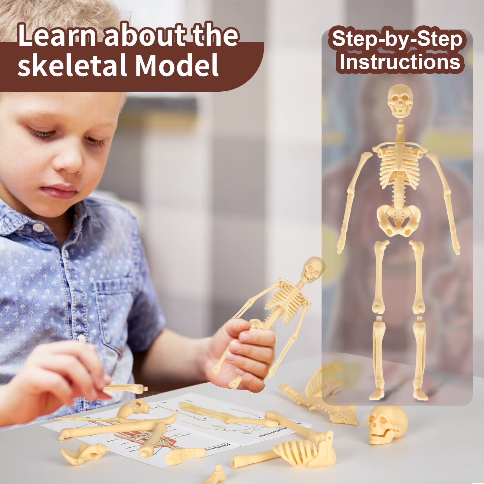 KlayBear 9.6 Inch Human Anatomy Model for Kids - 8 Pc Removable Parts Torso & Skeleton - Educational Organ Model for STEM Learning, Ages 3+