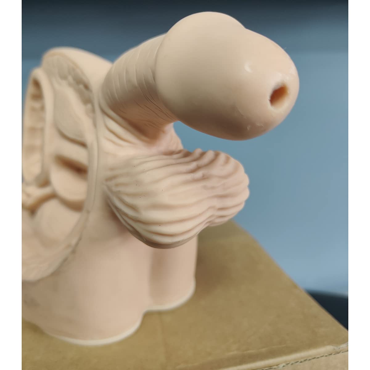 SIULAS Male Reproductive Organ Model - Anatomical Training Manikin - PVC Material, Light Brown, For Medical Professionals, Students, and Educators