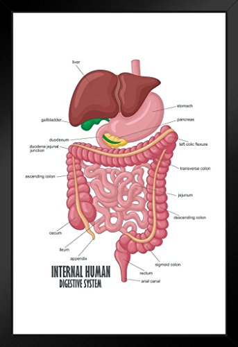 Internal Human Digestive System Illustration Human Anatomy Educational Chart Art Print Stand or Hang Wood Frame Display Poster Print 9x13