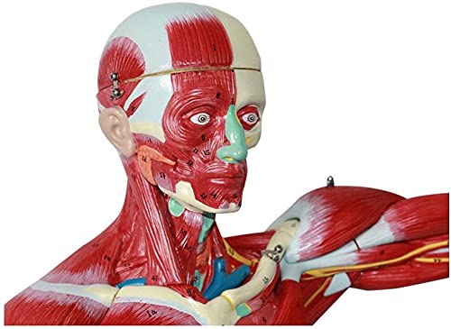KINOFU Human Muscle Model Human Anatomy Science Models Detachable Human Muscle Model with Internal Organs Teaching Aids