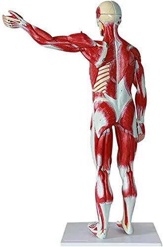 KINOFU Human Muscle Model Human Anatomy Science Models Detachable Human Muscle Model with Internal Organs Teaching Aids