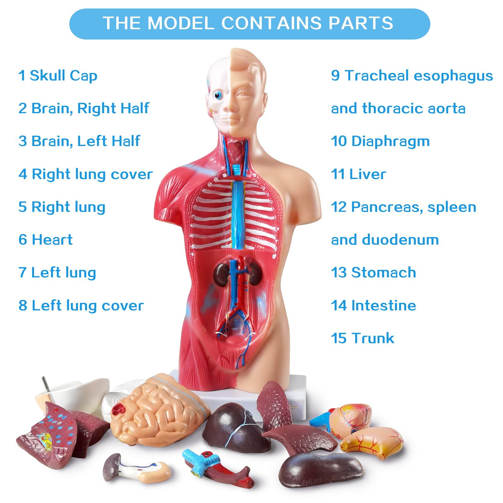 NEW HORIZON Human Anatomy Torso Model 10.5 Inch Anatomical Assembly Model of Human Organs 15 PCS Removable Organs School Medical Education Display with Detailed Installation Manual