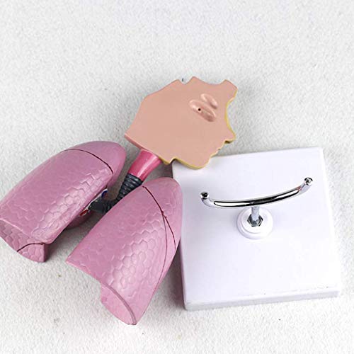 Anatomy Model Human Respiratory System Model -Removable Human Organ Anatomical Anatomy Model -Human Internal Organs Nasopharyngeal Anatomy Respiratory Lung Structure Teaching Model