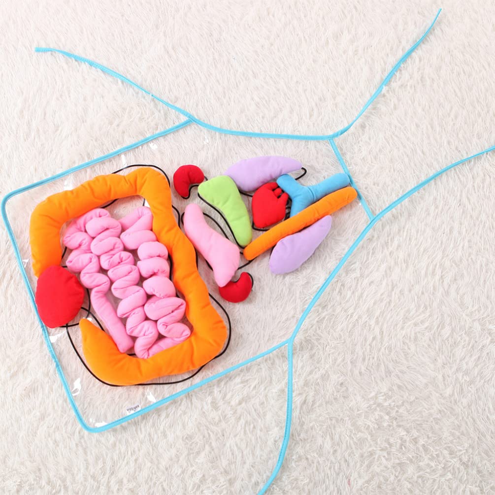 Mikikit 3D Organ Apron Organ Apron: 1 Set Versatile Apron Kindergarten Teaching Anatomy Apron Human Body Organs Awareness Educational Toy Human Internal Organs Teaching Equipment