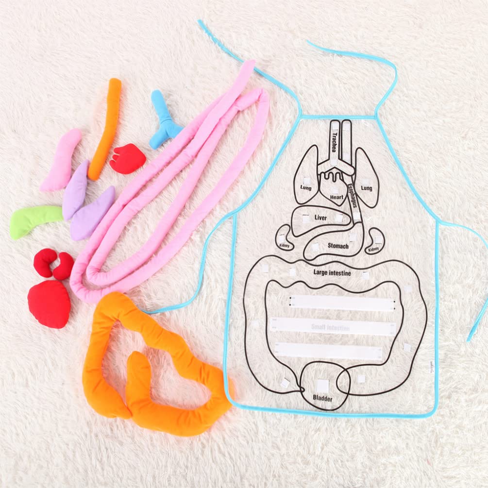 Mikikit 3D Organ Apron Organ Apron: 1 Set Versatile Apron Kindergarten Teaching Anatomy Apron Human Body Organs Awareness Educational Toy Human Internal Organs Teaching Equipment
