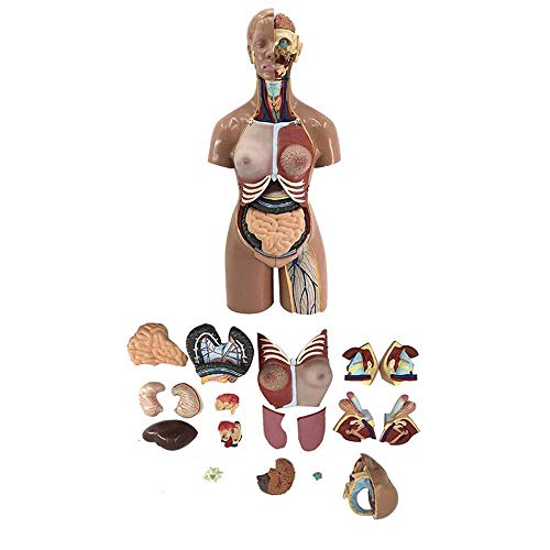 55cm Human Torso Body Model Anatomy Assembly Anatomical Internal Organs Models Teaching Education Resources,19pcs Assembled Model