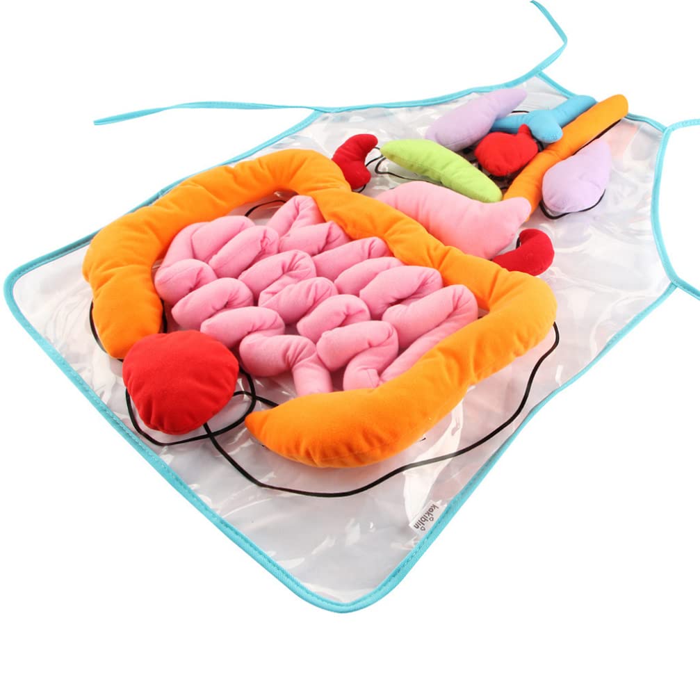 Mikikit 3D Organ Apron Organ Apron: 1 Set Versatile Apron Kindergarten Teaching Anatomy Apron Human Body Organs Awareness Educational Toy Human Internal Organs Teaching Equipment