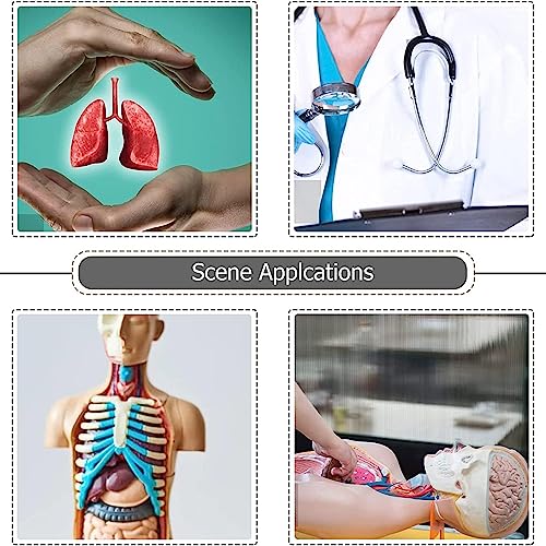 Anatomy Model Human Lung Model Human Pathological Lung Teaching Model, Internal Organs Champion Surgery, for Medical Demonstration Organs Model