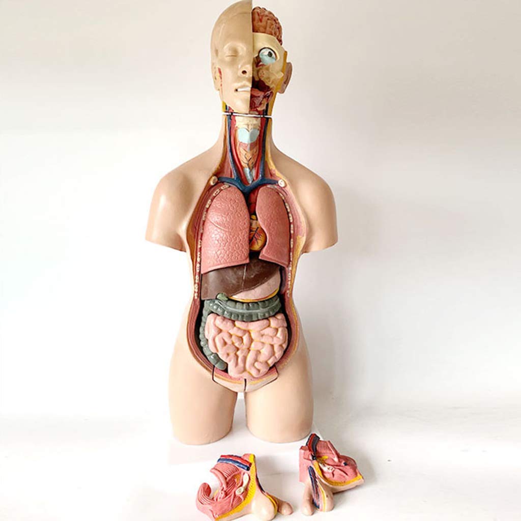 KINOFU Teaching Model, Human Torso Body Model 55Cm Anatomy Anatomical Medical Internal Organs Trunk Human Internal Body Model for Teaching Anatomy Biology Teaching Aids