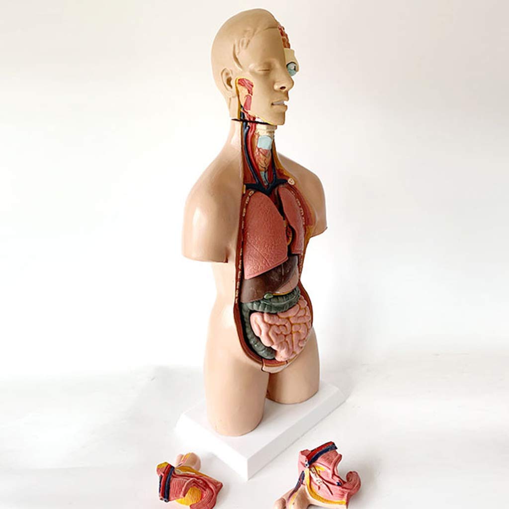 KINOFU Teaching Model, Human Torso Body Model 55Cm Anatomy Anatomical Medical Internal Organs Trunk Human Internal Body Model for Teaching Anatomy Biology Teaching Aids