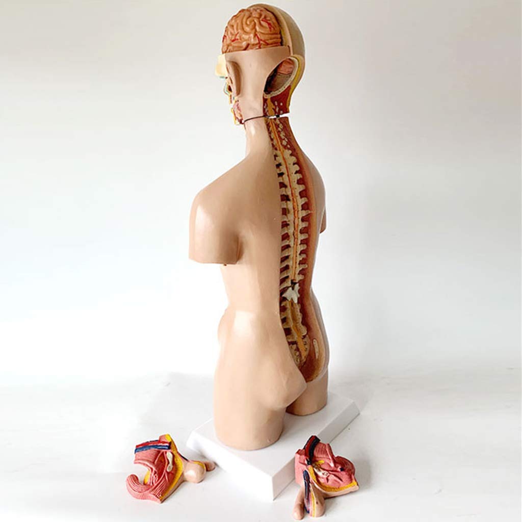 KINOFU Teaching Model, Human Torso Body Model 55Cm Anatomy Anatomical Medical Internal Organs Trunk Human Internal Body Model for Teaching Anatomy Biology Teaching Aids