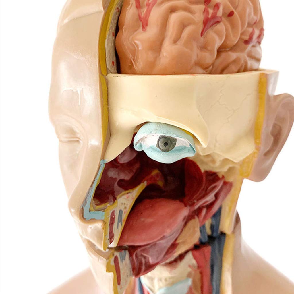 KINOFU Teaching Model, Human Torso Body Model 55Cm Anatomy Anatomical Medical Internal Organs Trunk Human Internal Body Model for Teaching Anatomy Biology Teaching Aids