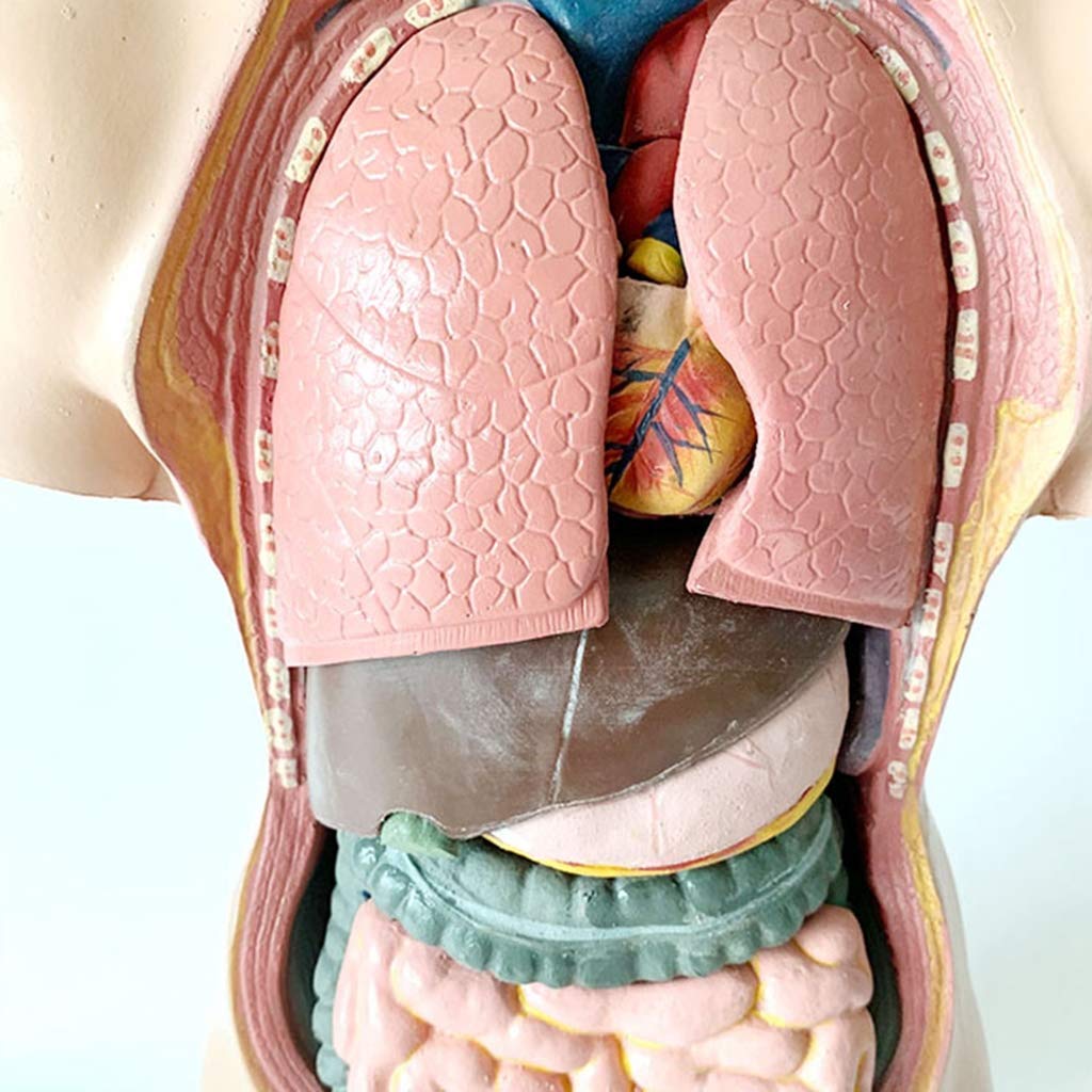 KINOFU Teaching Model, Human Torso Body Model 55Cm Anatomy Anatomical Medical Internal Organs Trunk Human Internal Body Model for Teaching Anatomy Biology Teaching Aids