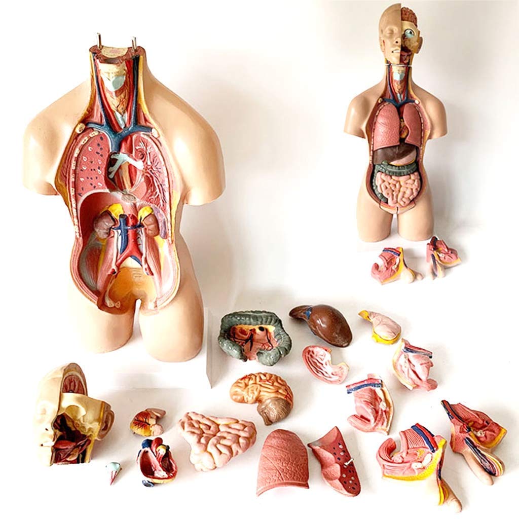 KINOFU Teaching Model, Human Torso Body Model 55Cm Anatomy Anatomical Medical Internal Organs Trunk Human Internal Body Model for Teaching Anatomy Biology Teaching Aids