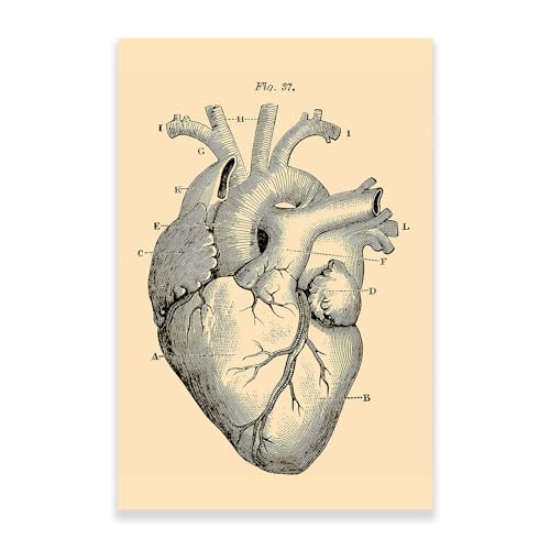 Internal Organs Wall Art - Vintage Anatomy Poster Set - Heart prints - Human Torso Anatomy Chart Home Decor for Preschool Medical Education Display,Dr Office,School, Doctor, Physician, Unframed