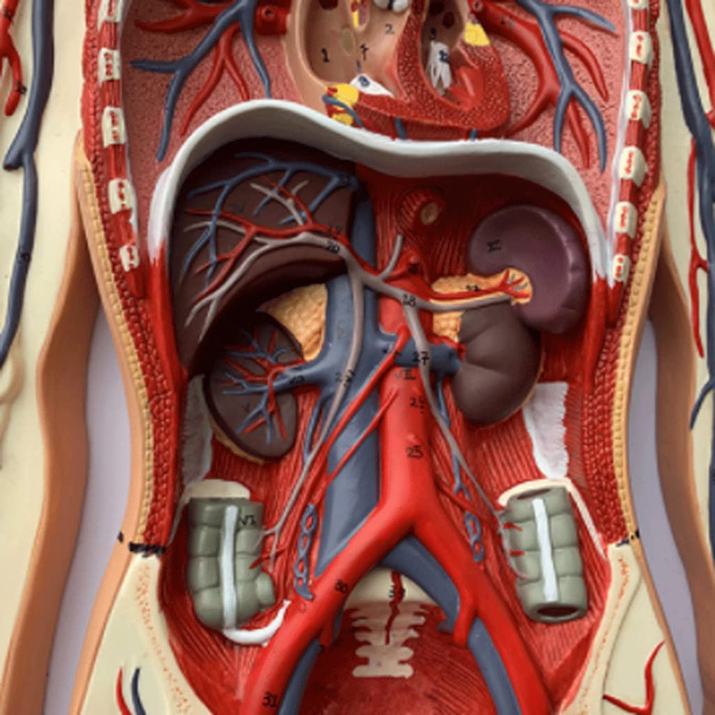 Model Teaching Model Human Circulatory System Model Whole Body Internal Organs Anatomy Model Cardiovascular Demonstration Model for Teaching